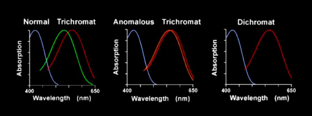 Percieving Colour Blindness | VisionPlus Magazine