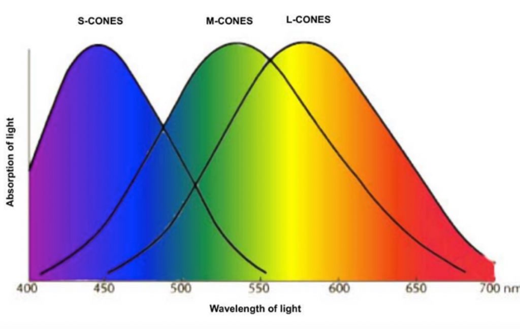 Percieving Colour Blindness | VisionPlus Magazine